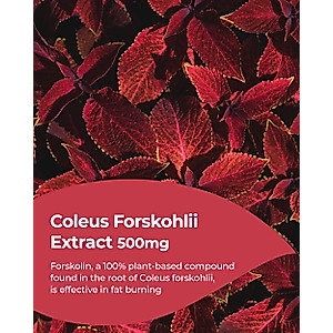 FOODOLOGY Coleology Drink Mix (Pack of 1, 15 Days) - Health Management Water Drink Mix, Pomegranate Flavor. Natural Ingredients.