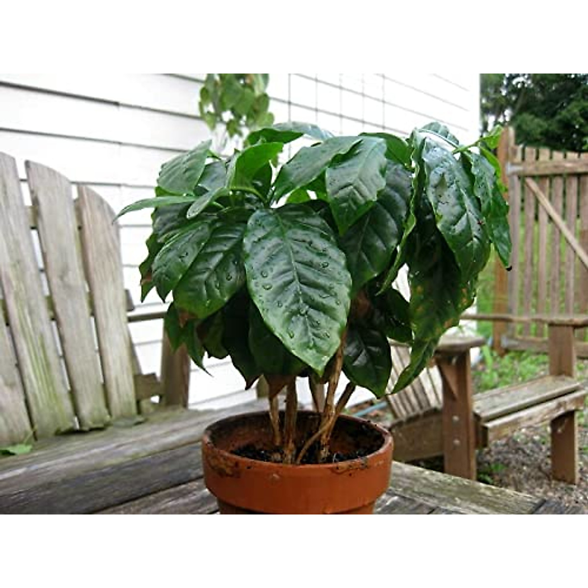 SeedsUP - 5+ Seeds Arabian Coffee Tree (Mountain Plant) - Tree Dwarf