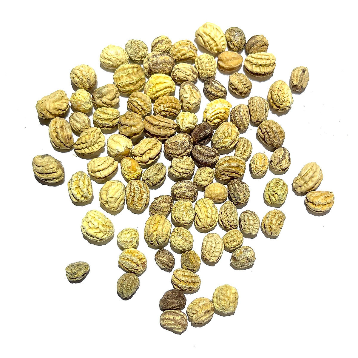 Seed Needs, Double Gleam Nasturtium Seeds - 70 Heirloom Seeds for Planting Tropaeolum majus - Edible Flowers to Add to Salads, Grow in a Butterfly Garden to Attract Poillinators (1 Pack)