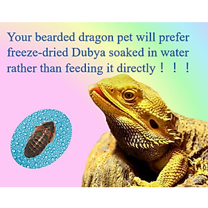 Classic Flock 2oz Freeze-Dried Dubia - High Protein Reptile & Amphibian Food