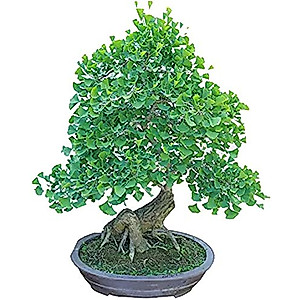 Bonsai Ginko Biloba Tree Seeds to Plant - 5 Seeds - Edible Leaves Promote Memory and Vigor - Gingko Seeds