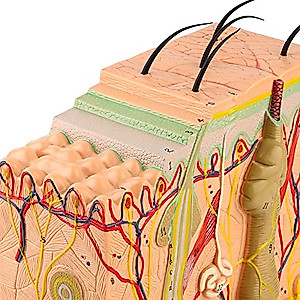 Deosdum 50X Human Skin Model Magnified 3D Human Skin Magnified Tissue Structure Model Anatomy Biology Teaching Aid Laboratory Supplies