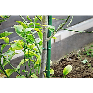 Bond Miracle-GRO Super Steel Stake, 5-feet 3-Pack