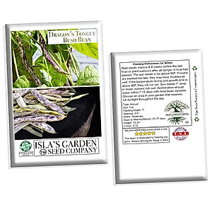 Dragon's Tongue Bush Bean Seeds for Planting, (Dragon Langerie), 25+ Heirloom Seeds Per Packet, (Isla's Garden Seeds), Non GMO Seeds, Scientific Name: Phaseolus vulgaris, Great Home Garden Gift