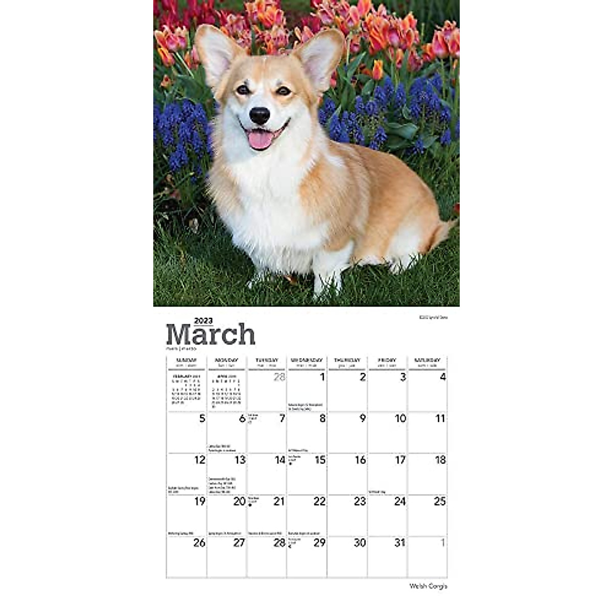 Welsh Corgis | 2023 7 x 14 Inch Monthly Mini Wall Calendar | BrownTrout | Animals Dog Breeds DogDays