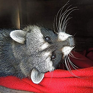 Shelter Pets: Stella the Raccoon - 10" Raccoons Plush Toy Stuffed Animals - Based on Real-Life Adopted Pets - Benefiting the Puppy and Dogs Animal Shelters They Were Adopted From- Trash Panda Plushies