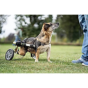 Walkin’ Wheels Custom Dog Wheelchair for Medium Dogs | Veterinarian Approved | Dog Wheelchair for Back Legs | Choose from 3 Custom Colors: Blue, Pink, and Camo