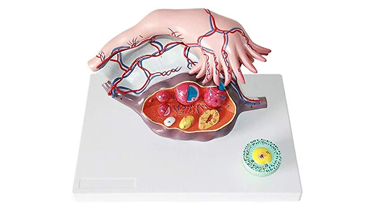 DEAVER Uterine Anatomy Model - Detailed Medical Training Aid
