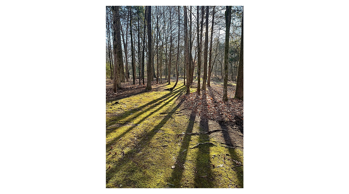 Living Mixed Moss for Terrariums and Bonsai - 9"x12" Sheet