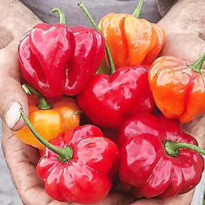 QAUZUY GARDEN 100 Seeds Aji Dulce Sweet Chili Pepper Ajicitoo Aji Gustoso Cachucha Seed Premium Non-GMO Seeds Mild Heat Delicious Pepper for Garden Home