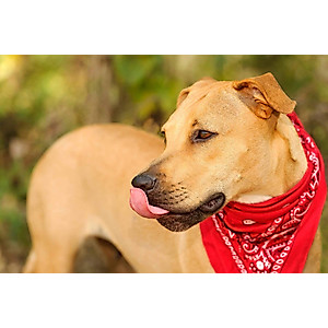 MY LUCKY PETS LLC Dog Skin and Coat Supplements - Dog Omega 3 Fatty ACIDS - Fish Oil - Best Heart Brain Skin and Joint Health - Vet Recommended - Dog Fish Oil Omega 3-2 Bottles (360 Softgels)