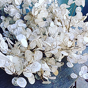 Gaea's Blessing Seeds - Honesty Seeds - Non-GMO Seeds with Easy to Follow Planting Instructions, Annual Honesty, Moonwort, Money Plant, Silver Dollar Plant, Lunaria Annua, 90% Germination Rate