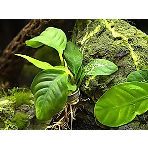 Live Aquarium Plants, Anubias Coffeefolia, Anubias Aquarium Plant, Aquarium Plants Live Fish Tank Decorations, Live Fish Freshwater Aquarium Plants, Terrarium Live Plants, Water Plants By Aquatic Arts