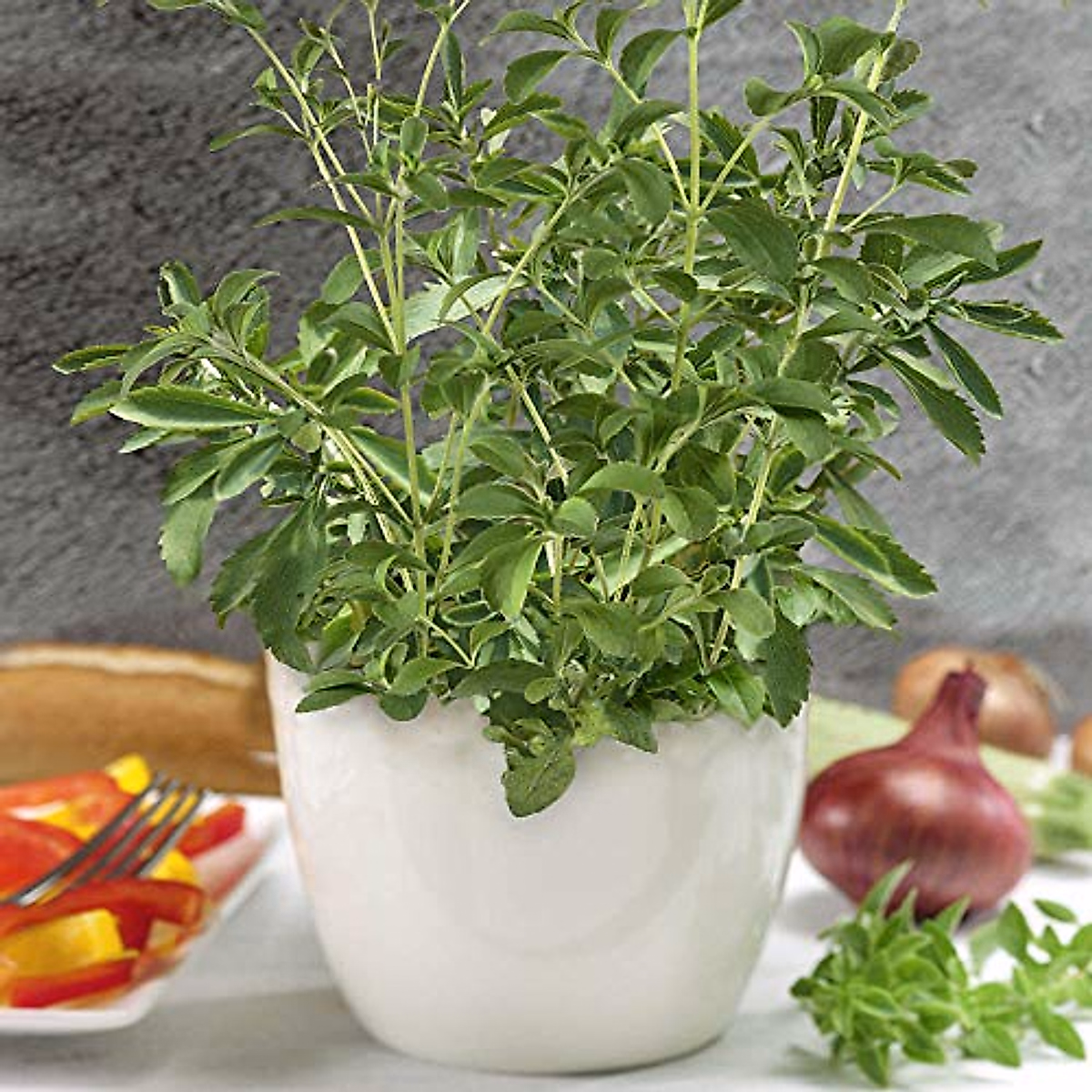 Outsidepride Perennial Stevia Sweetie Star Natural Herb Garden Plant Sugar Substitute & Sweetener Alternative - 50 Seeds