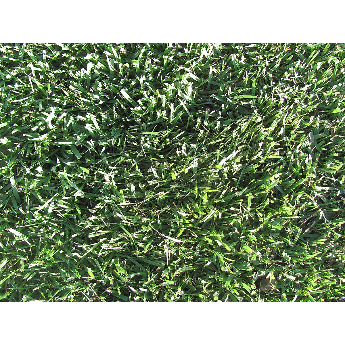 Zoysia Plugs - 50 Large Grass Plugs - Drought Tolerant, Low Maintenance EZPLug