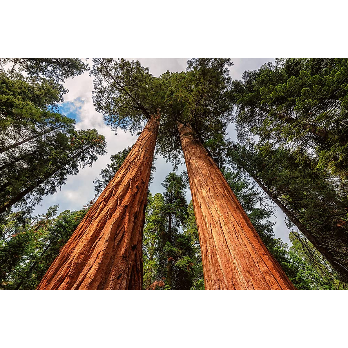 Redwood Sequoia Tree Seeds - 25 Seeds - Ships from USA - Sequoia Bonsai Seeds