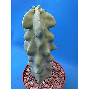 Tucson Tools Redeo 6" to 12" Tall Totem Pole Cactus (Shipped Bare Root-NO Pot!) Spineless! Very Unusual!