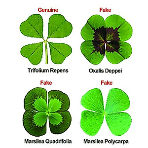 ARTMART Genuine Real Four-Leaf Green Clover St. Saint Patric's Day Bookmarks Irish Shamrock Good Luck Charm for Smartphone Wallet Case Amulet Purse Coating Gift Thanks Card M