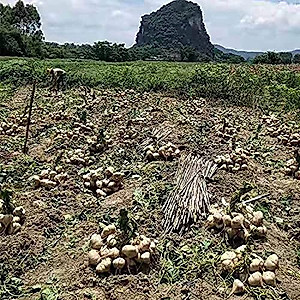 MITRAEE 100 Pcs Seeds Jicama Seeds Heirloom Mexican Yam Bean | Non-GMO | Mexican Turnip Seeds Fresh Garden Seeds, Seeds, Gardeners Choice