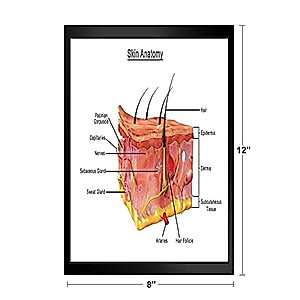 Human Skin Anatomy Cross Section Diagram Chart Art Print Stand or Hang Wood Frame Display Poster Print 13x9