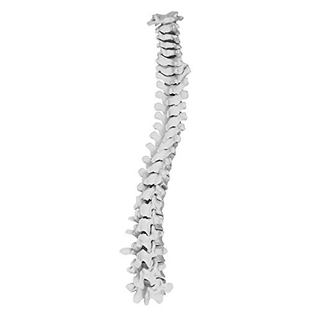 Vision Scientific VAS220-CC0 Life Size, Total Disarticulated Skeleton | Bones & Osteological Features Numbered for Identification | 3-Part Skull | Key to Numbered Structures W Manual & Carrying Case