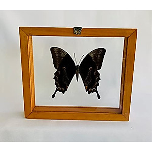 Wall Decor Framed butterfly Worldwide Insects The Ulysses Butterfly (Papilio Ulysses) - 6x7 inches - Glass - Taxidermy Collectible - Gift