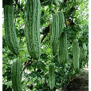 salee shop 30 Seeds Bitter Gourd Seeds, Chinese Bitter Gourd