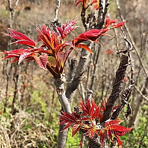 Chinese Mahogany Live Plant Tree Seedings,14-17inch Height Chinese Red Toon Tree Great for Home and Garden Yards Planting