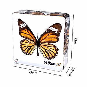 Cherish XT Real Insect Butterfly Specimen Paperweight Animal Taxidermy Collection Display Sciecne Classroom Specimen for Science Education (Butterfly 4)