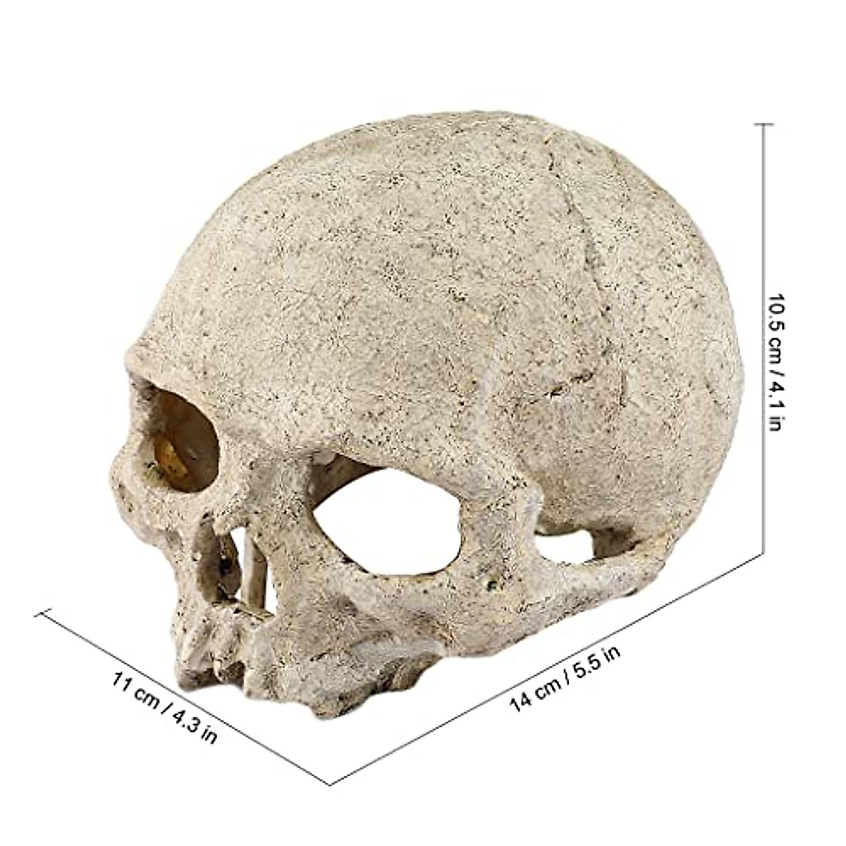 Half Skull Reptile Amphibian Habitat Hide – Premium Non-Toxic Resin for Aquariums & Terrariums – Large Size