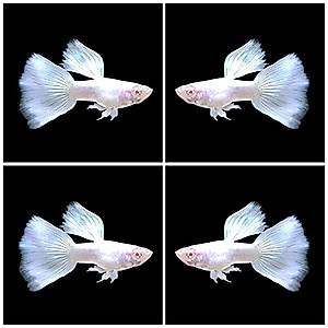 D&A Tropical Live Fish - ABINO Platinum Guppy Live Fish, Female and Male Guppies Live Fish for Aquariums, Live Fish Freshwater (1 Trio (1 Male,2 Female))