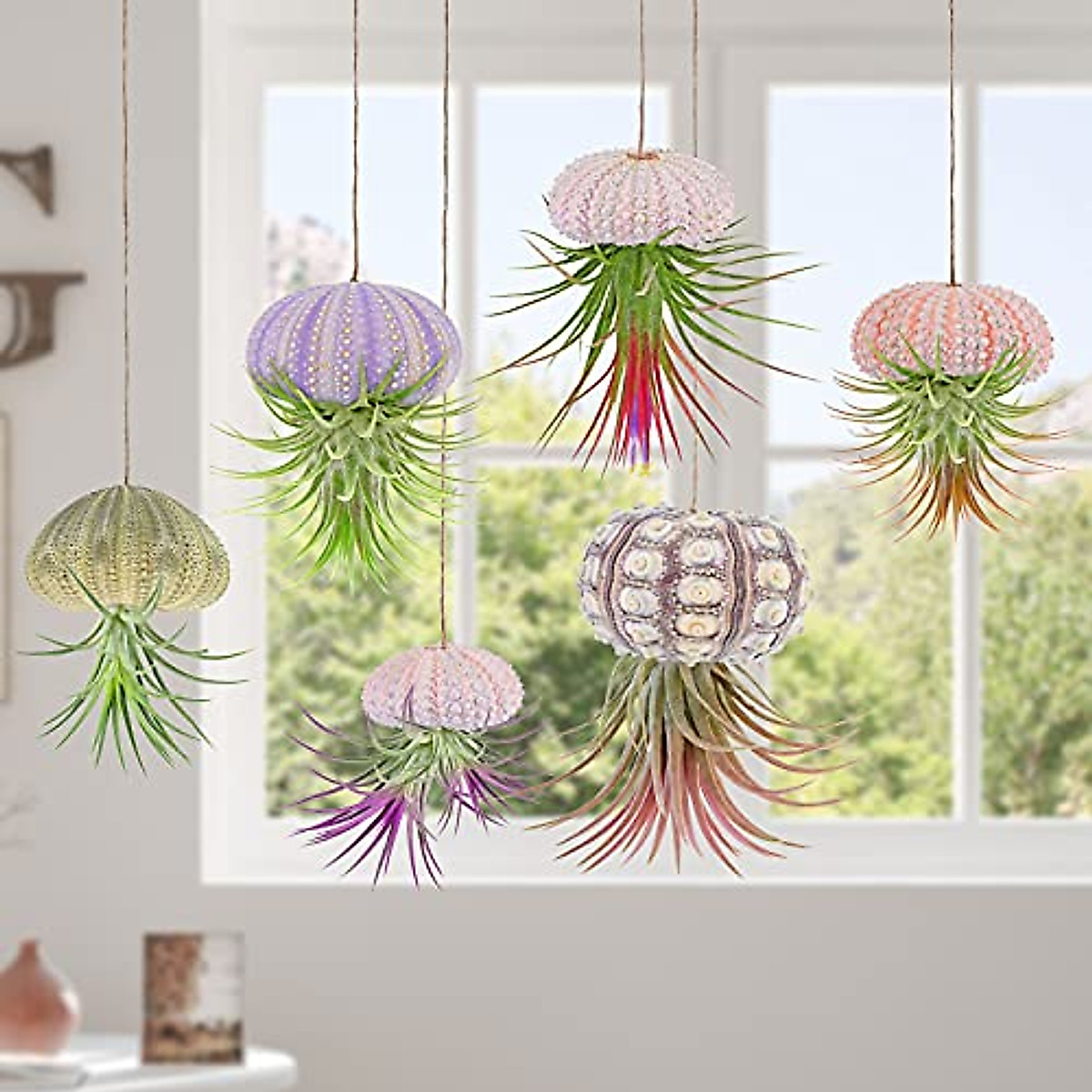 6PCS Hanging Air Plants Holders/Stand Mini Sea Urchin Shell Decorative Tillandsiat Succulent Air Plant Display Container for Home Office Wall Garden Beach Hawaii Theme Party Favors