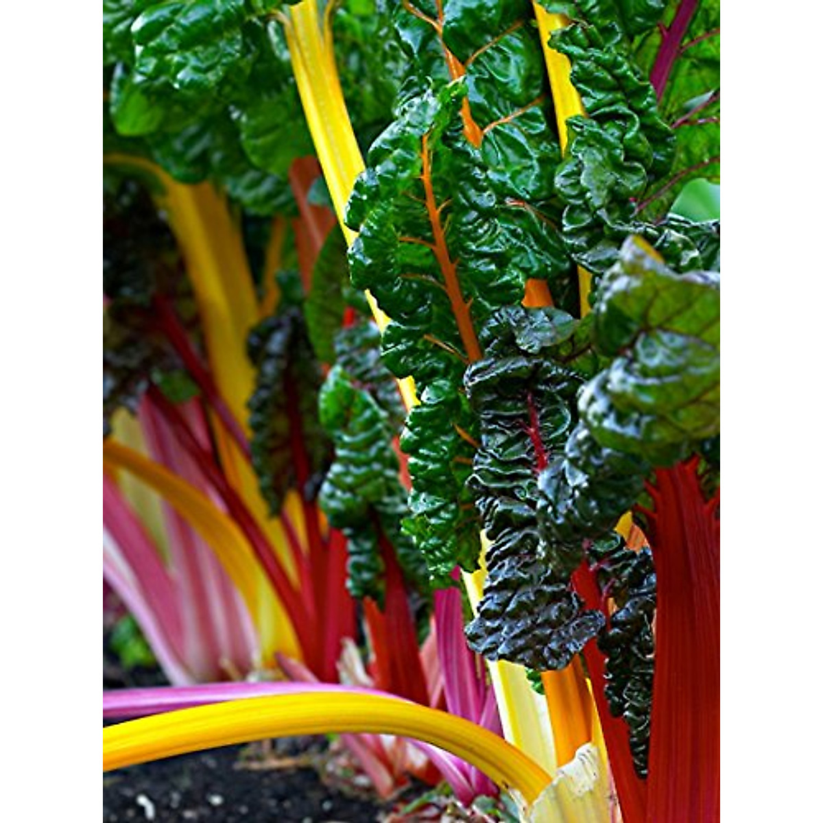 100+ Heirloom Rainbow Mix Swiss Chard Seeds - Non-GMO, Easy to Grow, Delicious and Nutritious