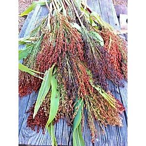 Broom Corn Seed Multi Color Crafts Home Accents Gold Red Bronze Purple Brown jocad (100+ Seeds)