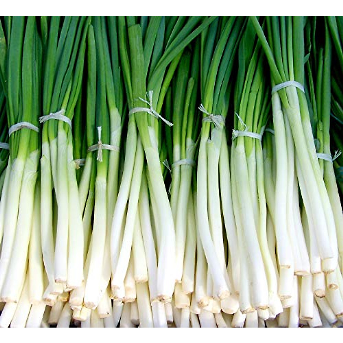 Fast-Growing Bunching Onion Seeds -"Ishikura Improved" - Liliana's Garden - USA Grown Heirloom Seeds