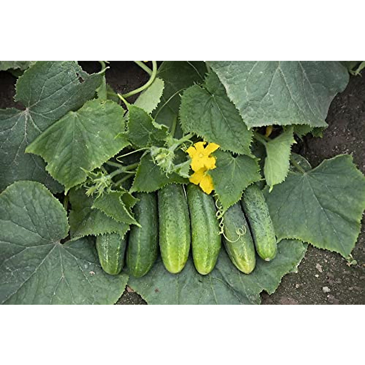 Spacemaster Cucumber Seeds, 100+ Heirloom Seeds Per Packet, (Isla's Garden Seeds), Non GMO Seeds, Botanical Name: Cucumis sativus, 85% Germination Rates