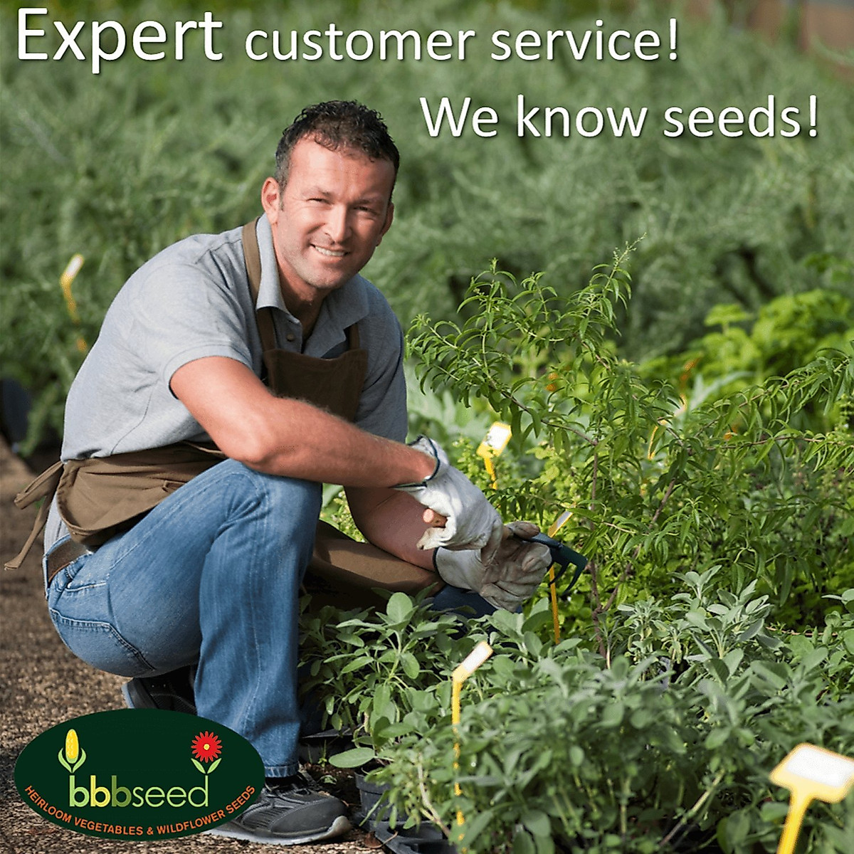 Sunflower Wildflower Seeds Mix - 1oz, Open-Pollinated Wildflower Seed Mix Packets, Non-GMO, No Fillers, Annual Sunflower Seeds, Summer Planting - 1 oz