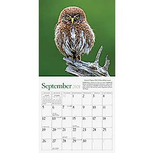 Audubon Little Owls Mini Wall Calendar 2021