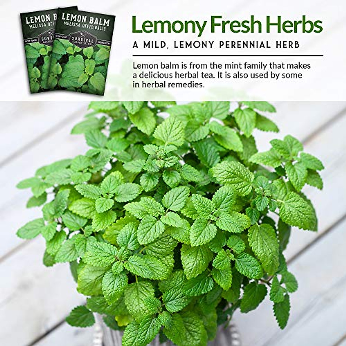 Survival Garden Seeds - Lemon Balm Seed for Planting - Packet with Instructions to Plant and Grow Melissa Officinalis in Your Home Vegetable Garden - Non-GMO Heirloom Variety