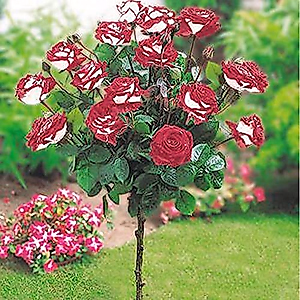 QAUZUY GARDEN 20 Rare Osiria Hybrid Tea Rose Seeds, Exotic Rare Dragon Rose Flower Seeds Fresh Hardy Very Fragrant Striking Landscape Plant Attract Bees