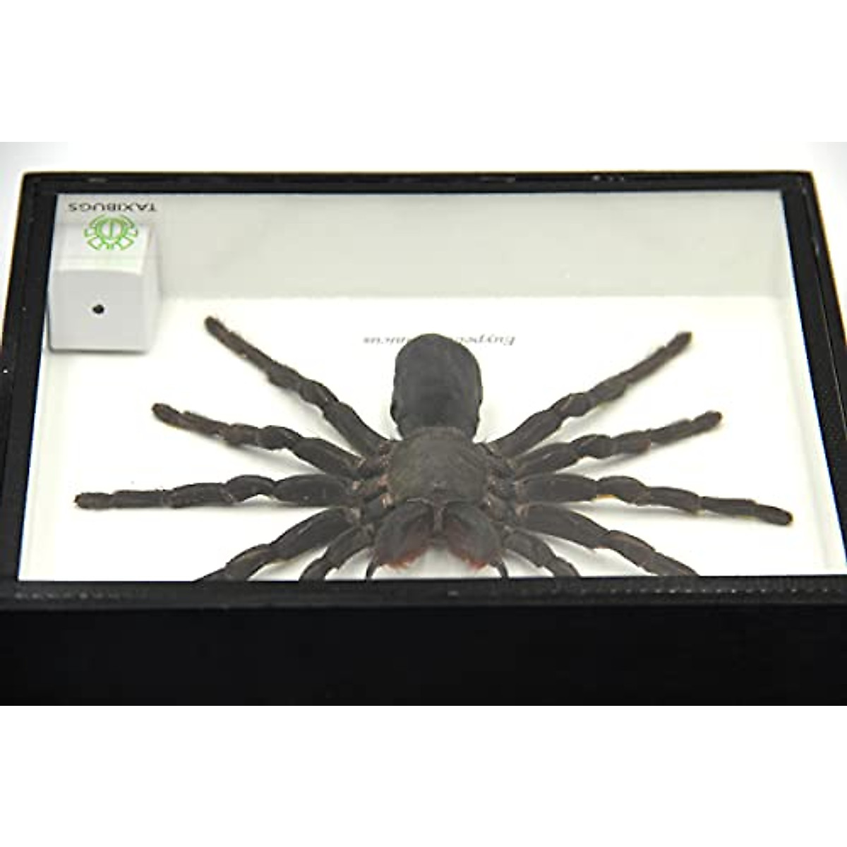 Real Giant Bird Eating Tarantula EURYPEIMA SPINCRUS Spider Taxidermy Transparent Boxed Display (Black Wooden Box)