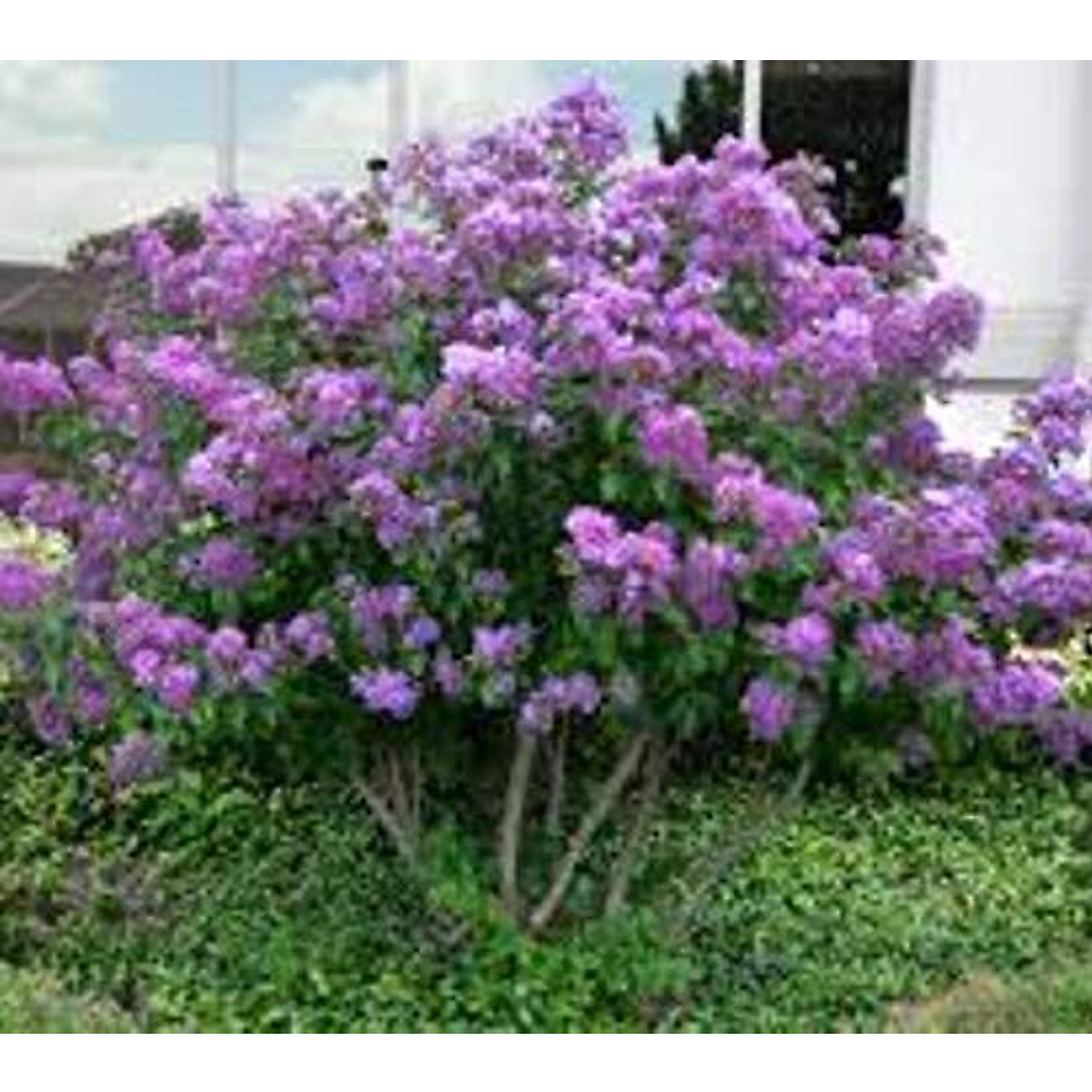 1195A-Dwarf Lavender Crape Myrtle (Lagerstroemia Indica) Seeds by Robsrareandgiantseeds UPC0764425788454 Non-GMO,Organic,USA Grower,Bonsai,Showy, Butterfly Flower,1195-A Package of 10 Seeds