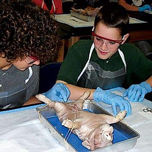 Perfect Solution Preserved Pig, Plain, 1/Bag, 5-7 in