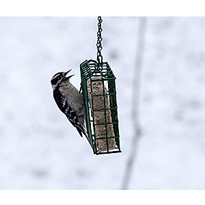 C&S Woodpecker Treat 11 Ounces, 12 Pack