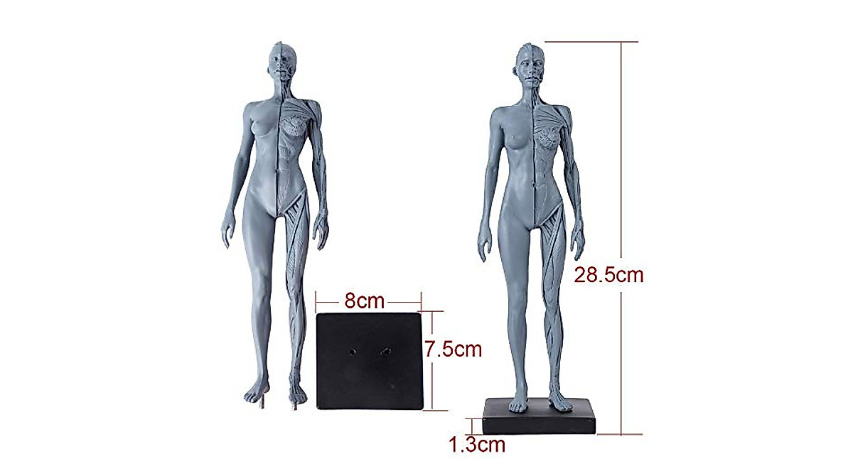 Oubo Dental Female Anatomy Model - 30cm Skull & Body