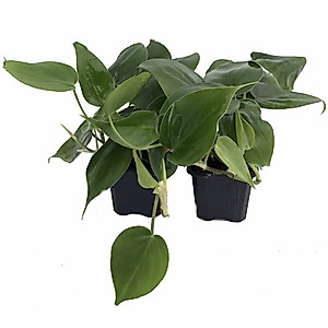 Heart Leaf Philodendron cordatum - 2 Plants - World's Easiest Houseplant-3" Pots