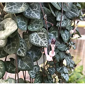 String of Hearts - Hearts Entangled -Ceropegia woodii-2.5" Pot-Collector' Series
