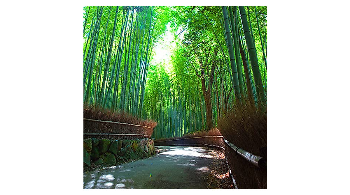 Grow Moso Bamboo: Hardy Privacy Screen & Edible Shoots