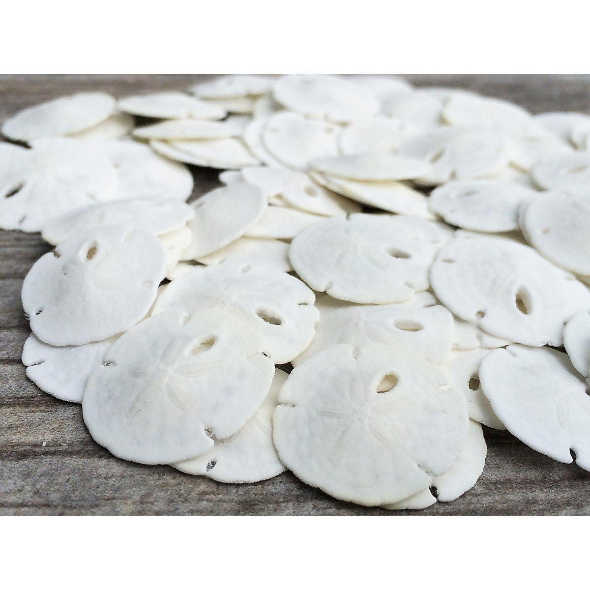 Sand Dollar | Real Natural Sand Dollars Under 1 Inch (Set of 100) | Small White Sand Dollar Shells for Weddings and Craft | Plus Free Nautical eBook by Joseph Rains