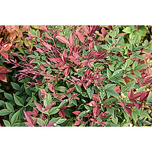 2 Gal. Obsession Nandina Shrub